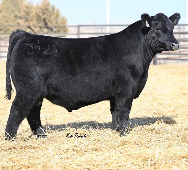 Radke Land & Cattle – Radke Land & Cattle