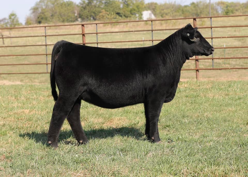 Radke Land & Cattle – Radke Land & Cattle