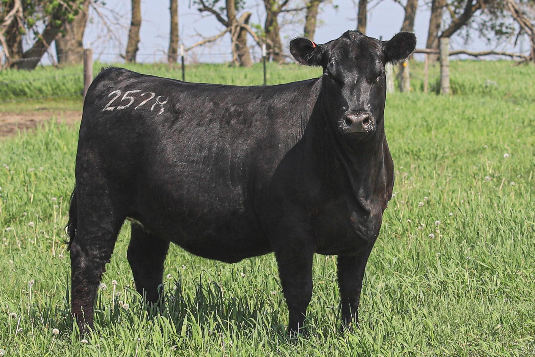 Radke Land & Cattle – Radke Land & Cattle